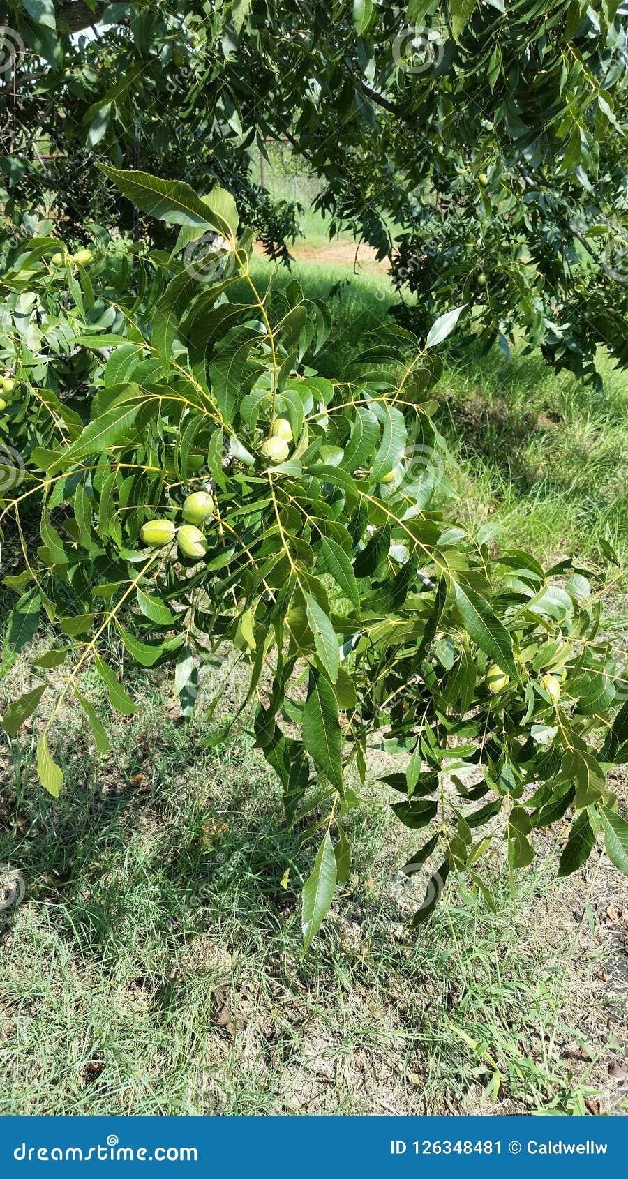 Native Texas Pecans on the Tree Stock Image - Image of leaves, autumn ...