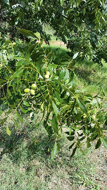 Native Texas Pecans on the Tree Stock Image - Image of leaves, autumn ...