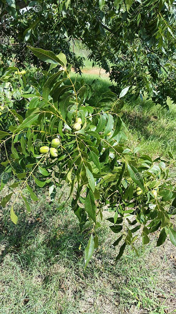 Native Texas Pecans on the Tree Stock Image - Image of leaves, autumn ...