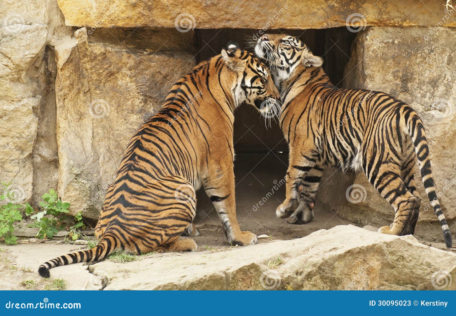 Tigers stock image. Image of beautiful, predator, outdoor - 30095023