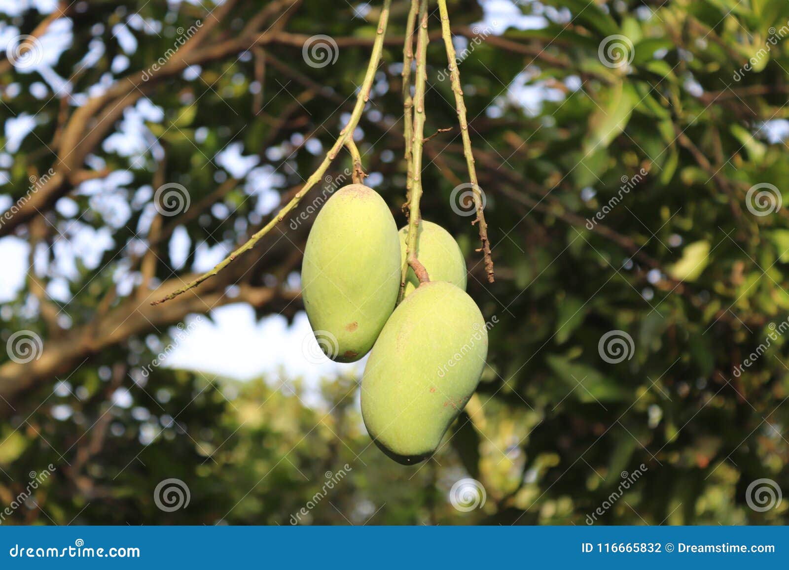Mango picture stock photo. Image of mangoes, mango, beautiful - 116665832