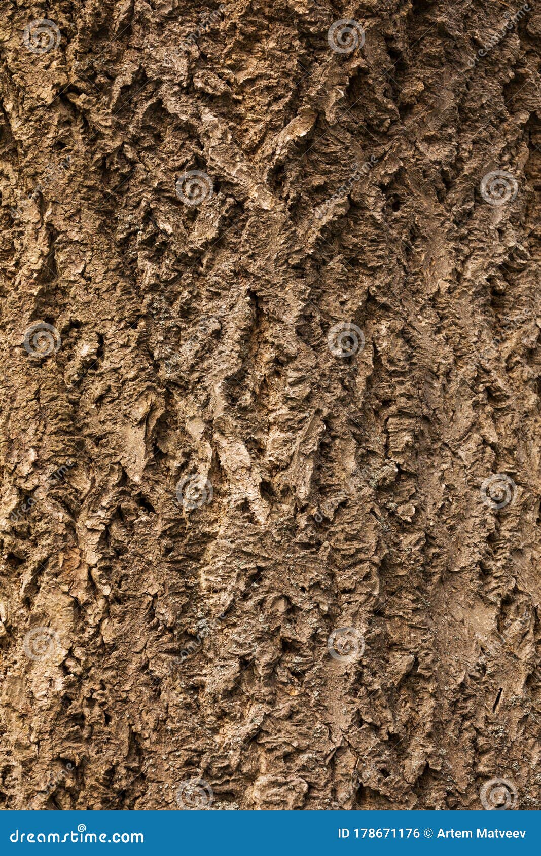Tree bark as a background. stock photo. Image of background - 178671176