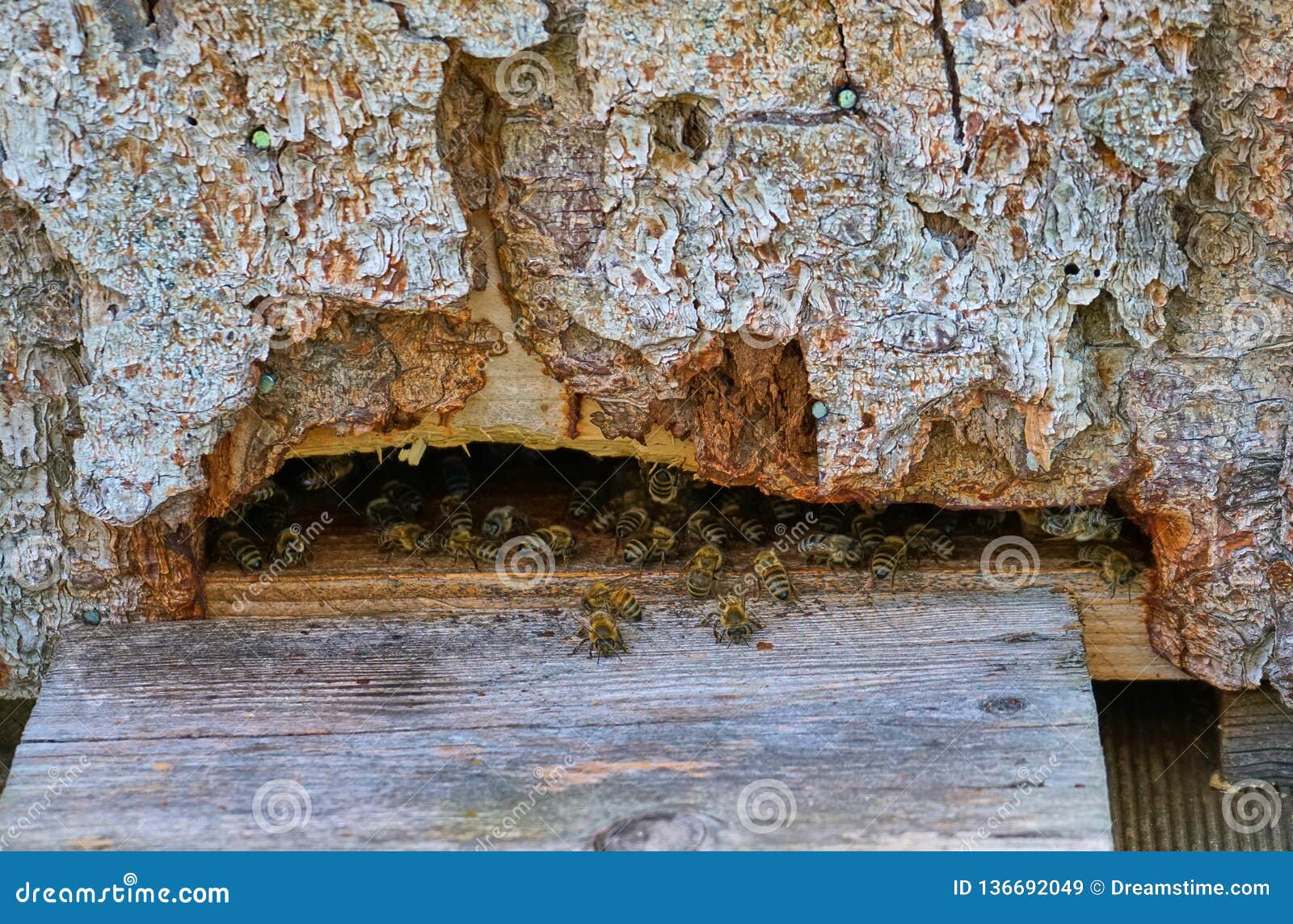 Many Bees in Front of Their Hive Stock Image - Image of detail, bees ...