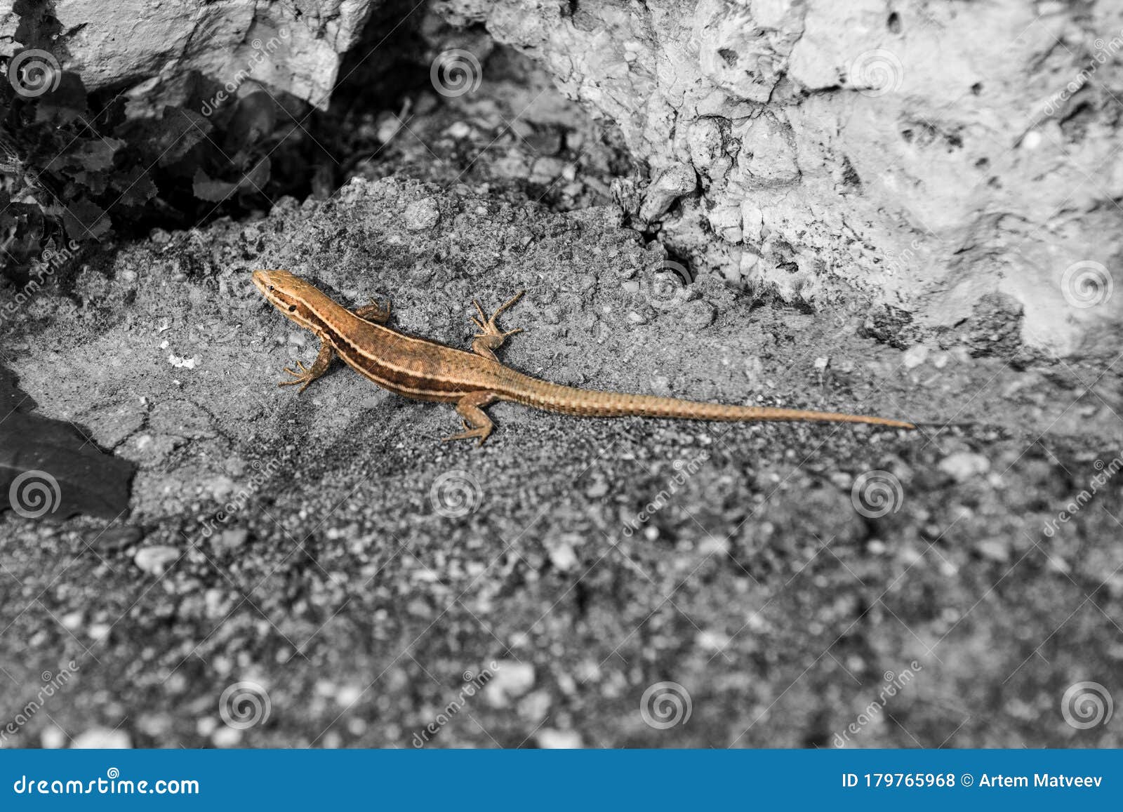 A Lizard Lies in Front of Her Hell with a Long Tail. Stock Photo ...