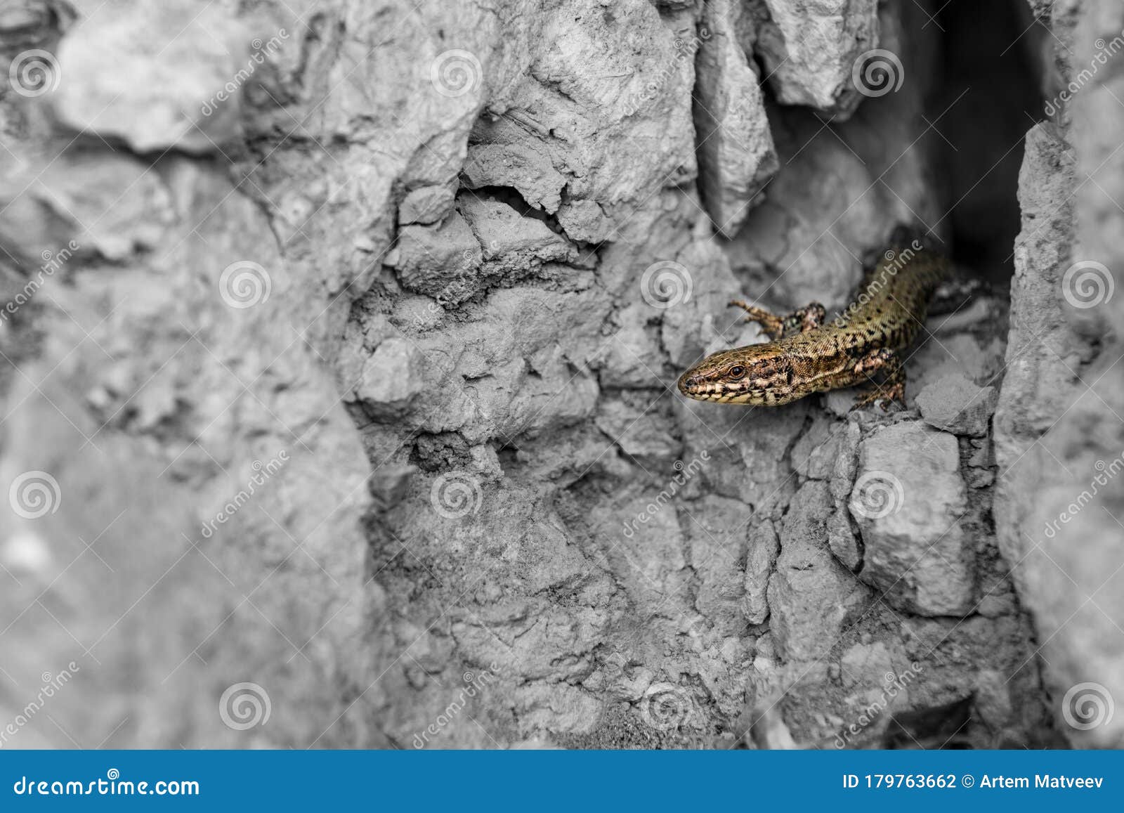A Lizard Looks Out of Hell. Stock Photo - Image of stone, wildlife ...
