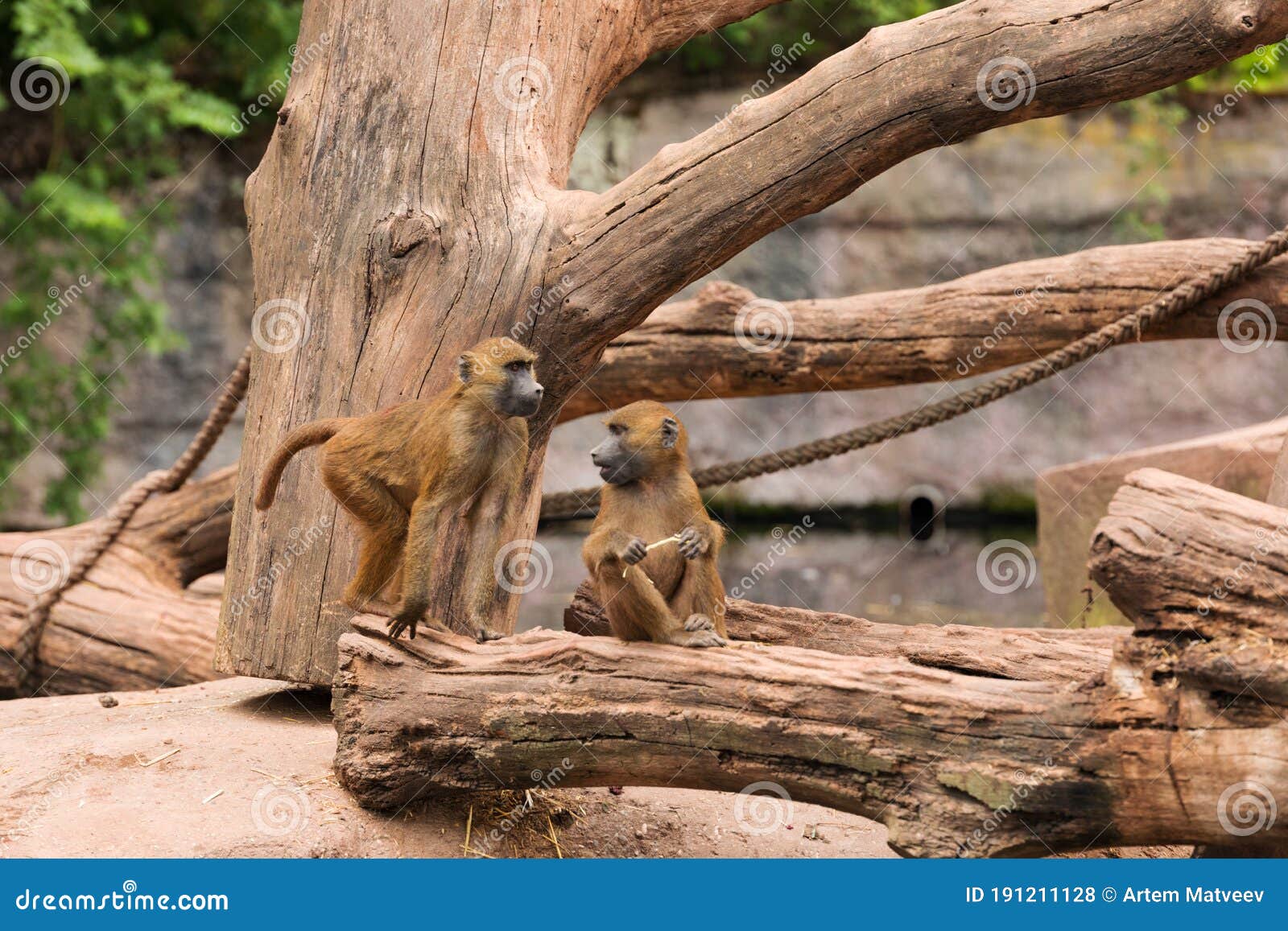 Two Monkeys Engaged in an Important Conversation. Stock Photo - Image ...