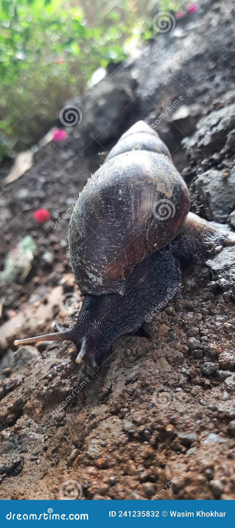 Big Shell stock photo. Image of invertebrate, wildlife - 241235832