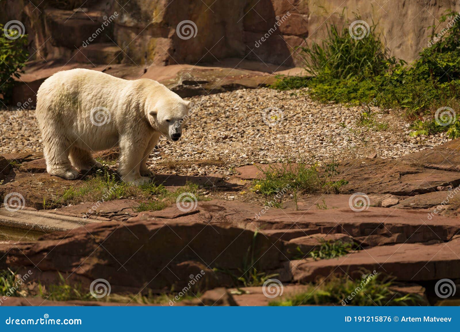 A Polar Bear Looking into the Camera. Stock Photo - Image of wild ...