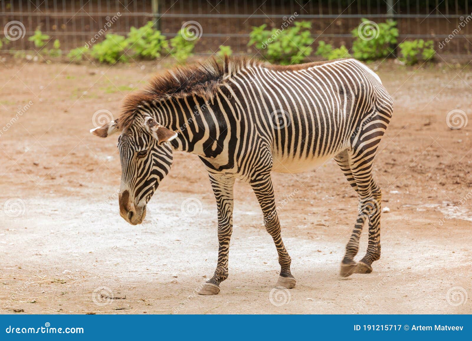 A sad zebra. stock image. Image of fauna, nature, black - 191215717