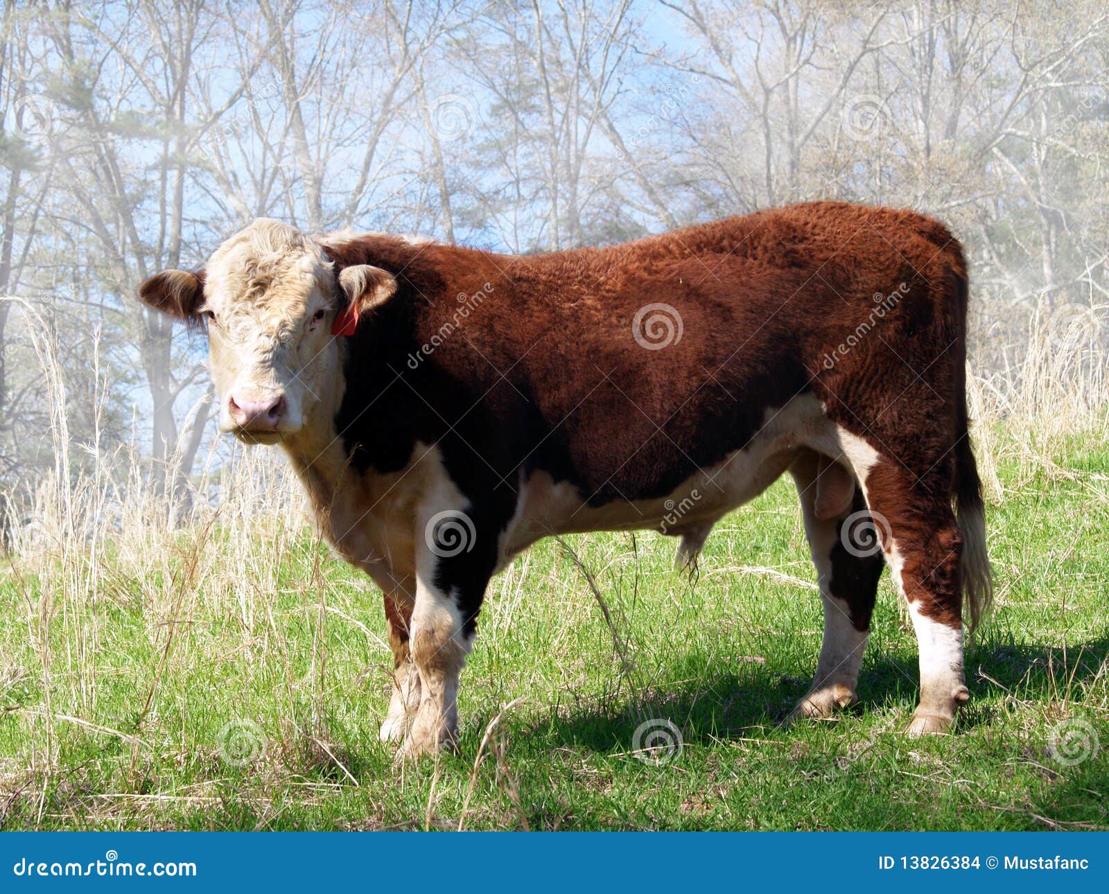 A Hereford bull stock photo. Image of horned, animals - 13826384