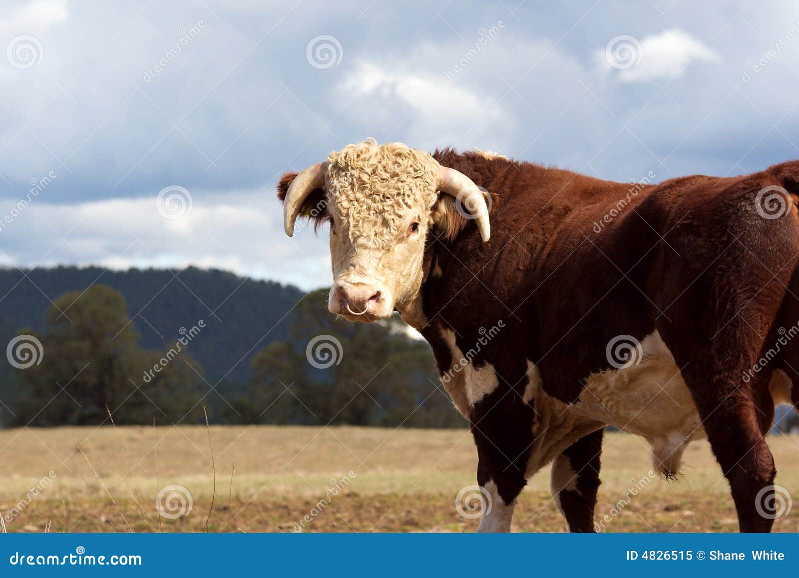 Hereford bull. stock image. Image of grass, grazing, brown - 4826515
