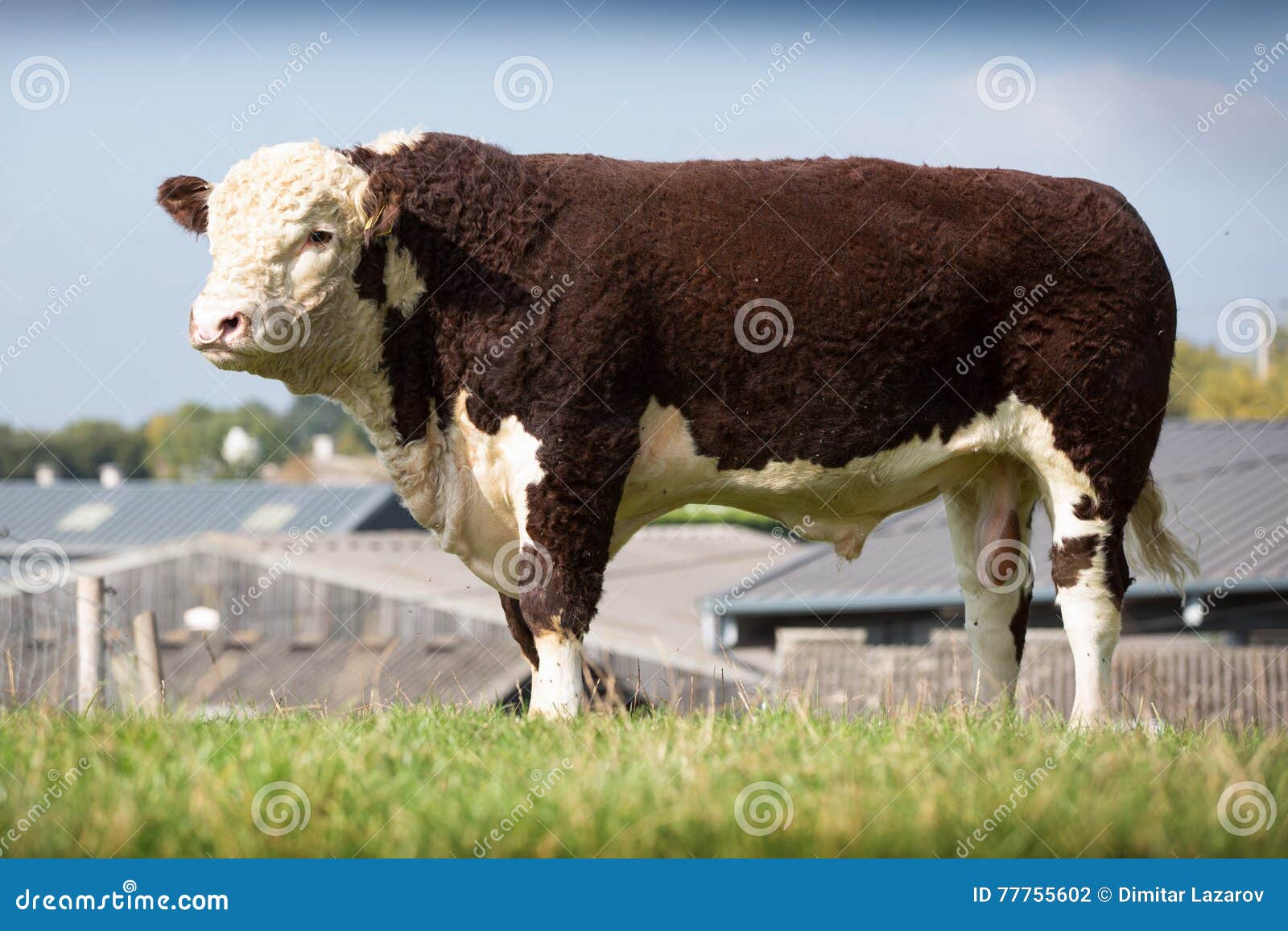 Hereford bull stock photo. Image of hereford, amazing - 77755602