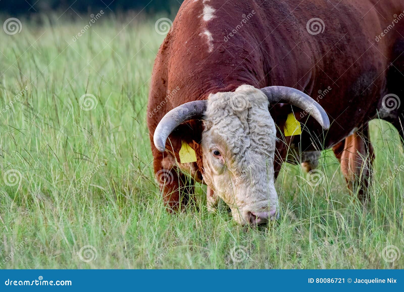 Hereford Bull Grazing stock image. Image of bull, tall - 80086721
