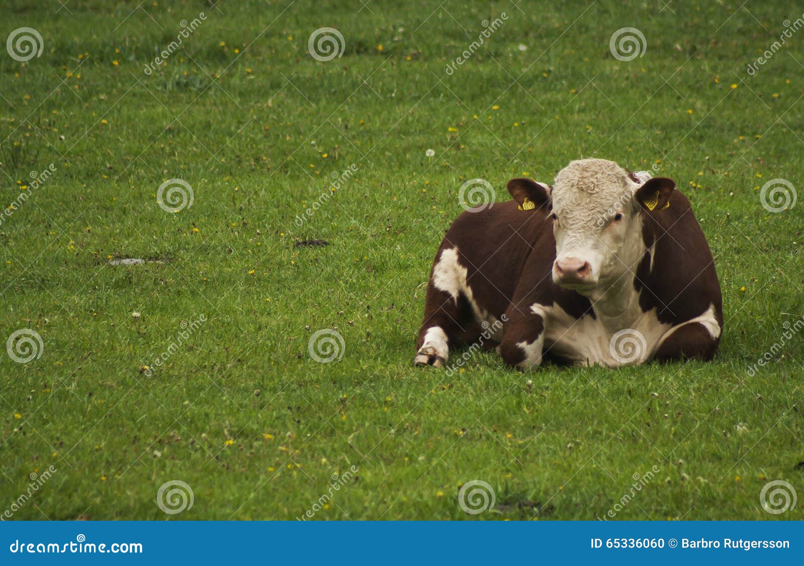 Hereford bull stock photo. Image of animal, grass, farm - 65336060