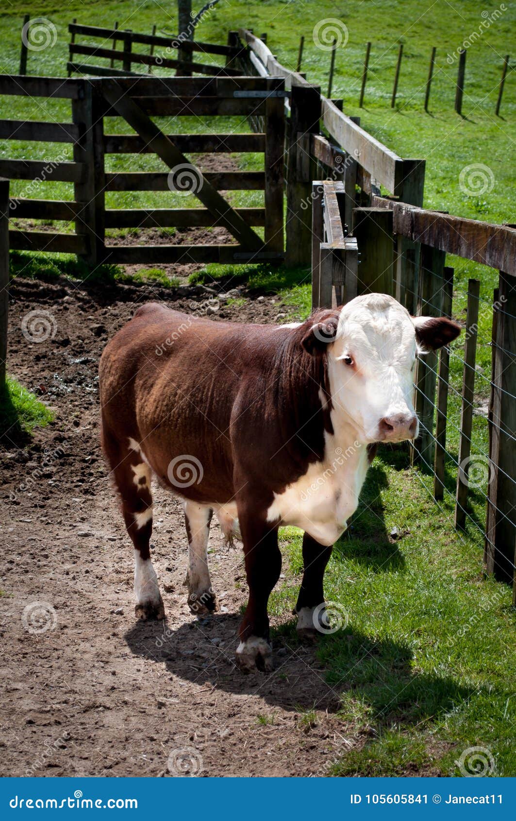 Bull Hereford Standing in a Yard on a Farm Stock Image - Image of ...