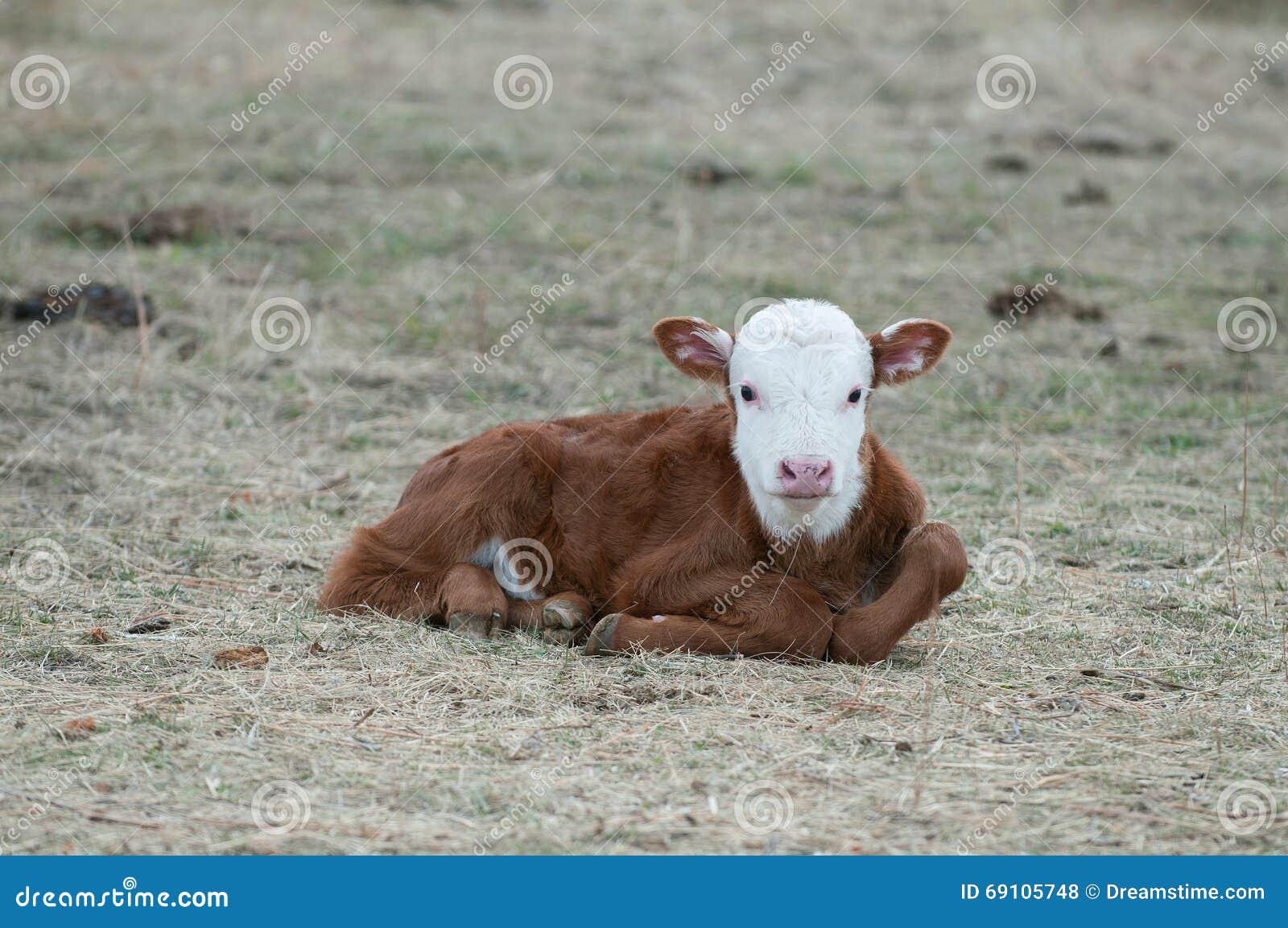 Hereford Calf stock photo. Image of white, laying, calving - 69105748
