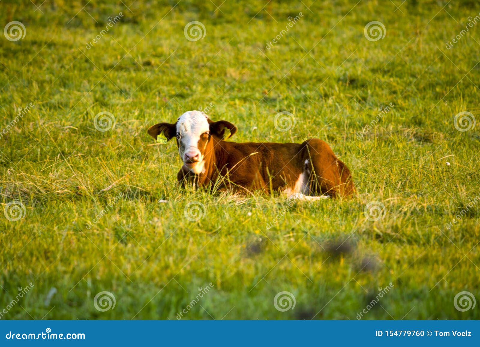 416 Calf Lying Down Photos - Free & Royalty-Free Stock Photos from ...