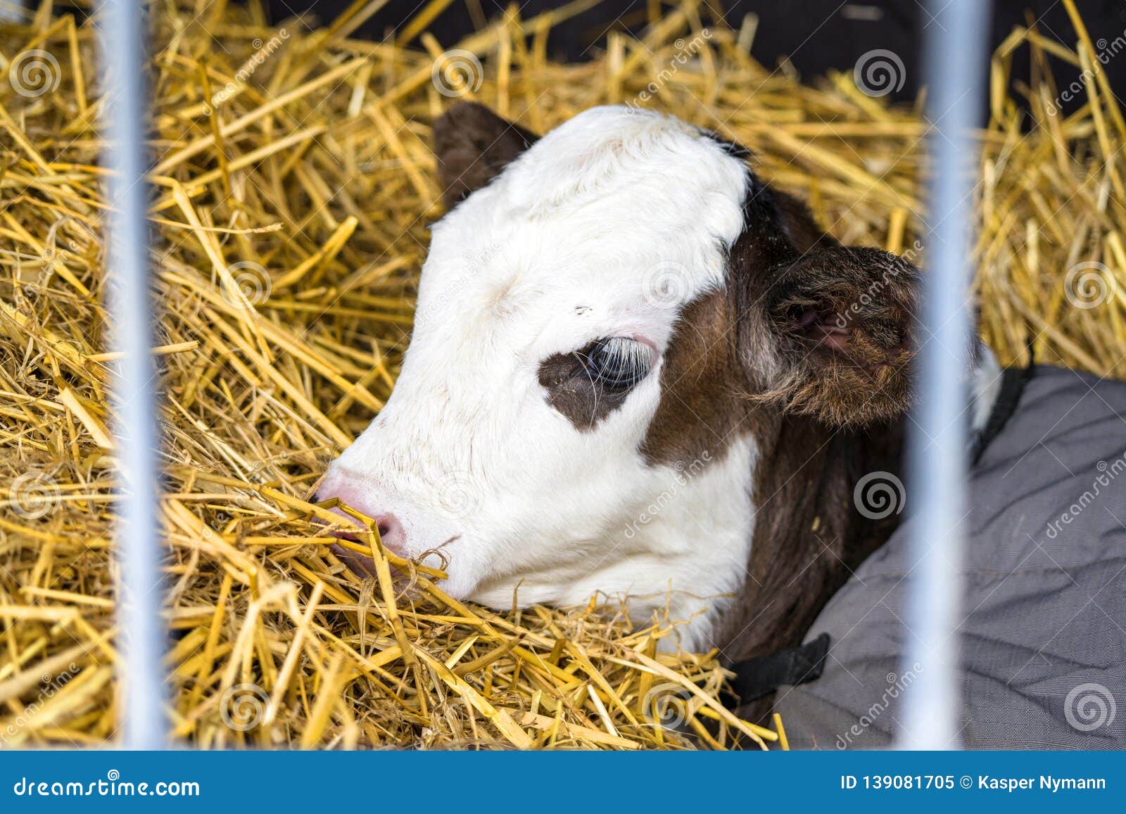 Hereford Calf Relaxing in Hay in a Barn Stock Image - Image of guernsey ...
