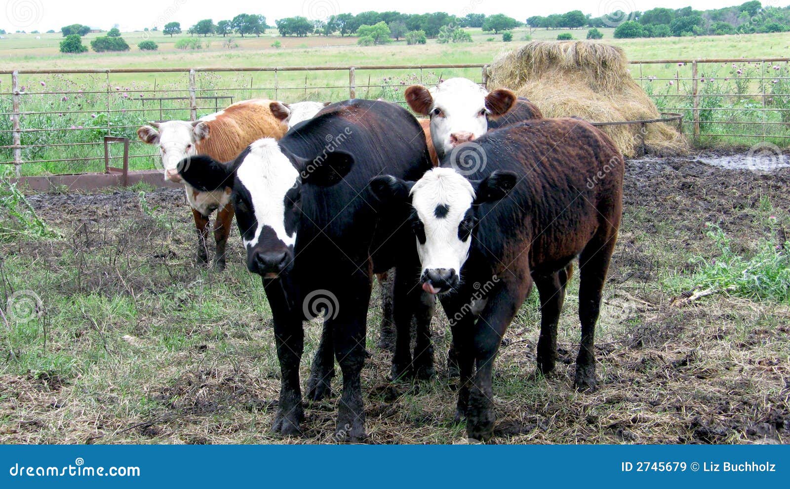 Hereford cattle stock image. Image of cattle, farm, agriculture - 2745679