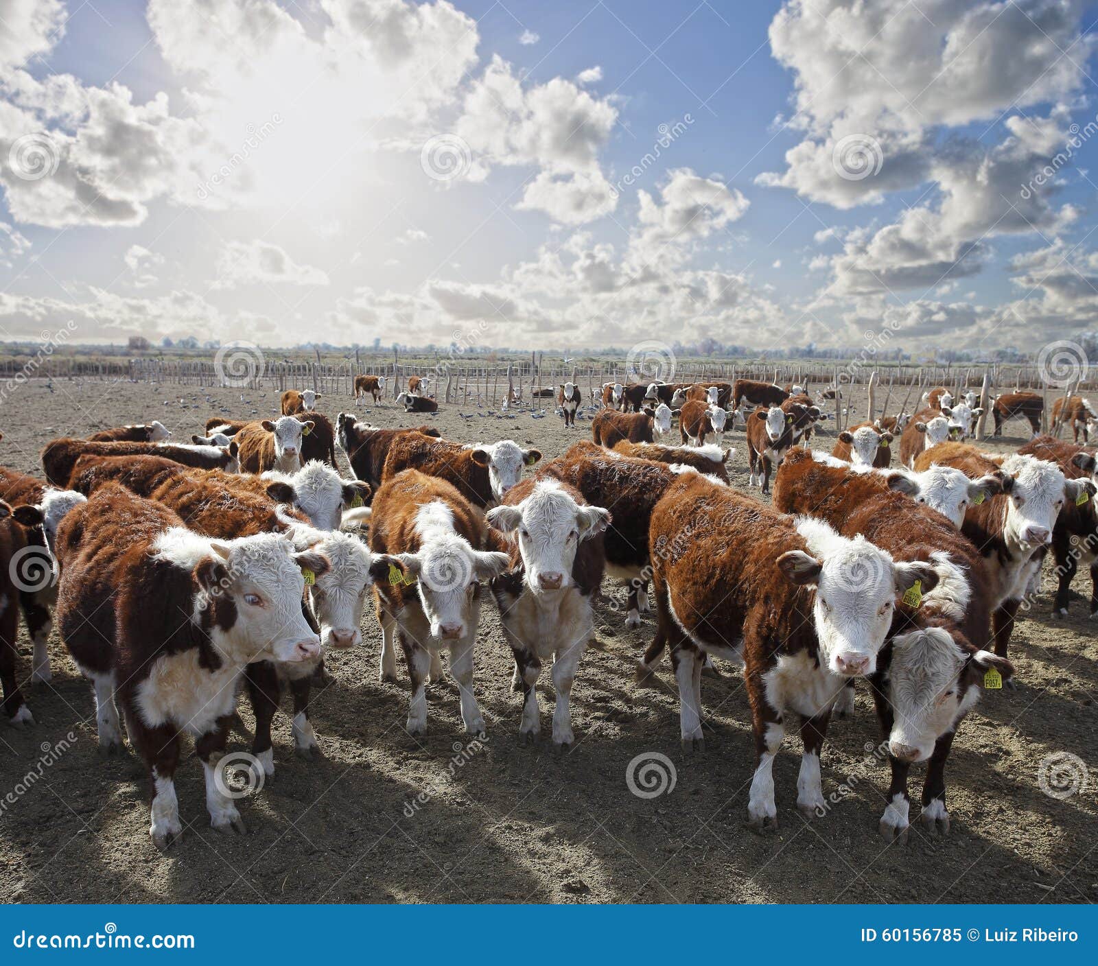 Hereford cattle stock image. Image of landscape, background - 60156785