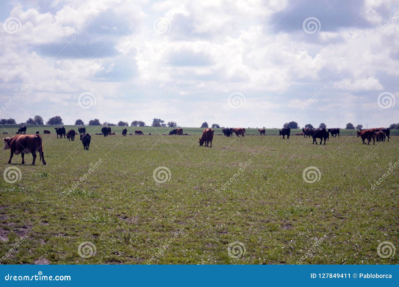 Hereford Cattle Grazing in Argentina Stock Image - Image of pedigree ...