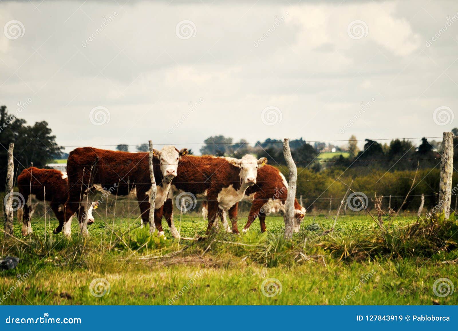 Hereford cattle in a farm stock image. Image of rios - 127843919