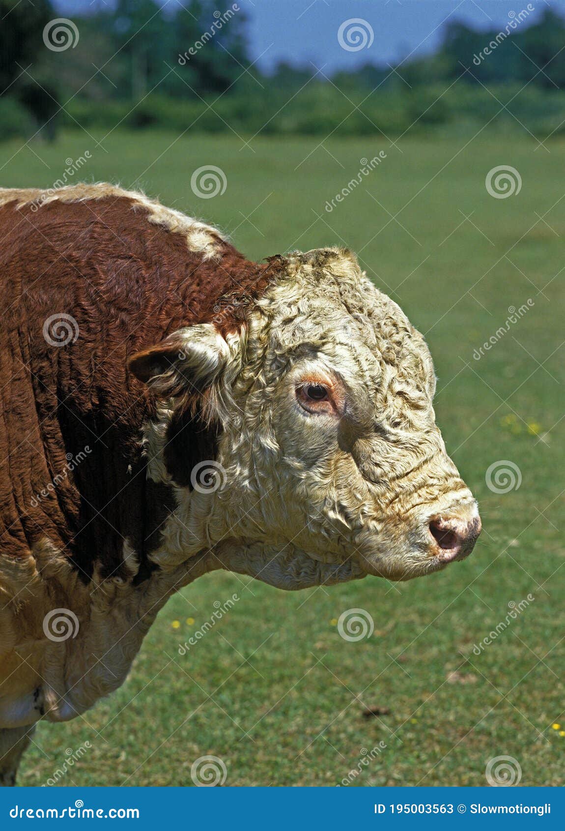 HEREFORD CATTLE, PORTRAIT of BULL Stock Image - Image of herbivore ...