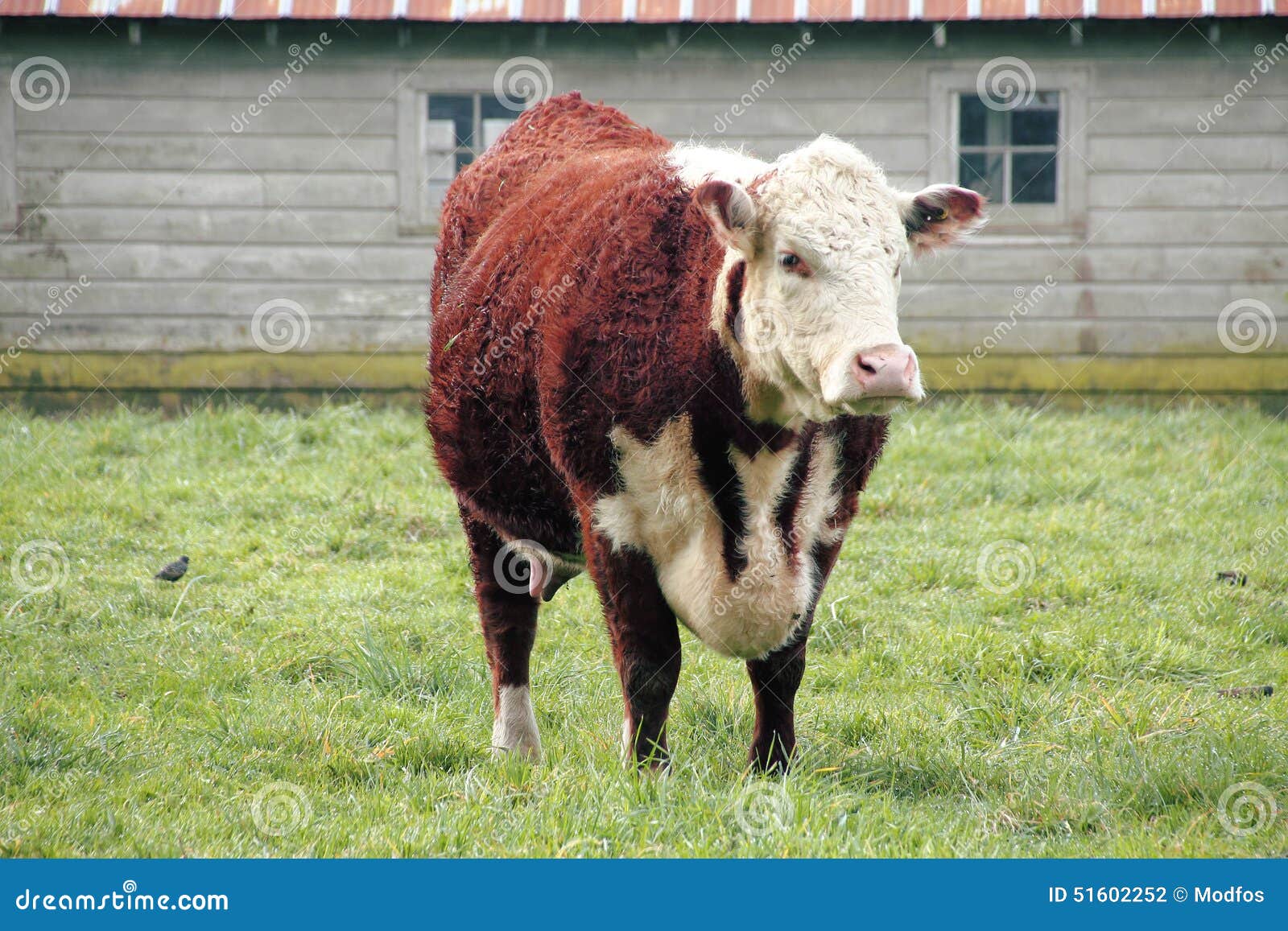 Hereford Cow stock photo. Image of front, hereford, beef - 51602252