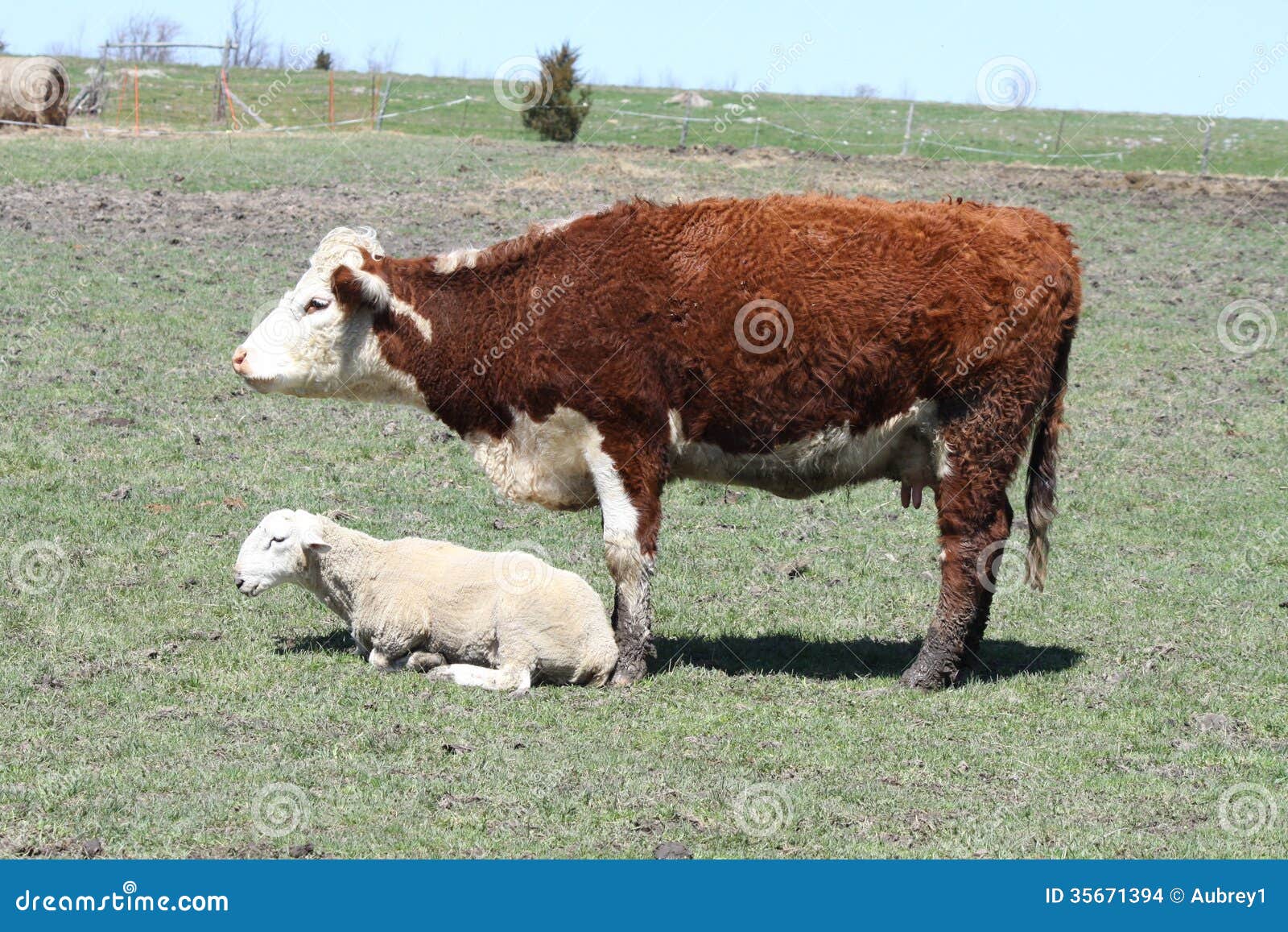 Hereford Cow & Ram stock photo. Image of farming - 35671394
