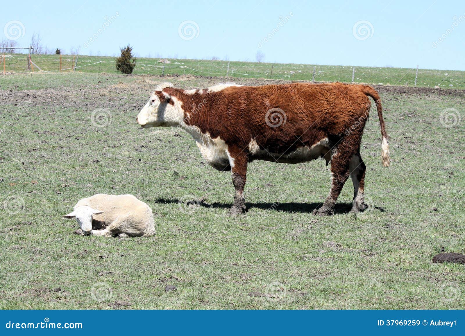 Hereford Cow & Ram stock image. Image of mother, cute - 37969259