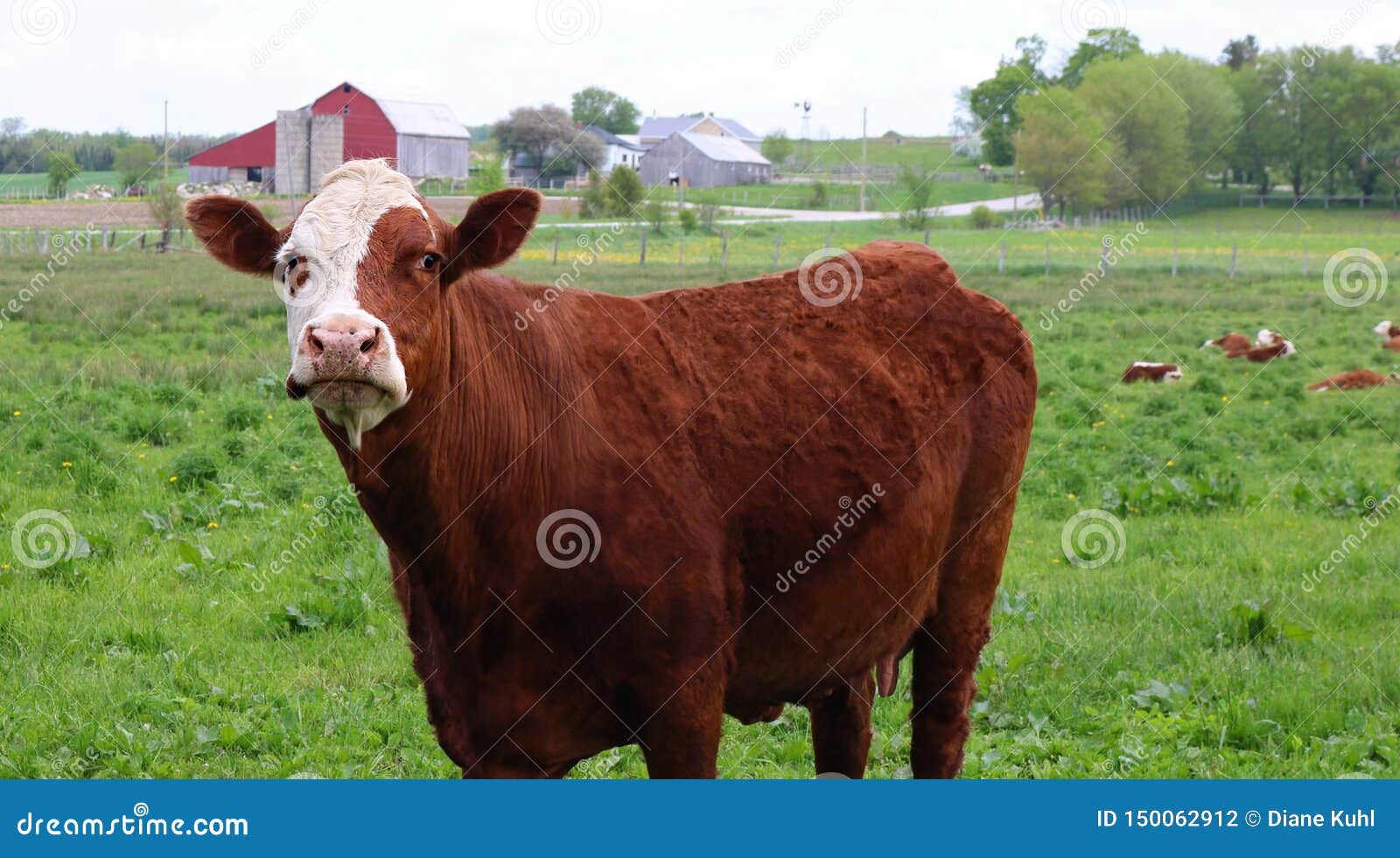 Close-up of Red and White Faced Hereford Cow Stock Photo - Image of ...