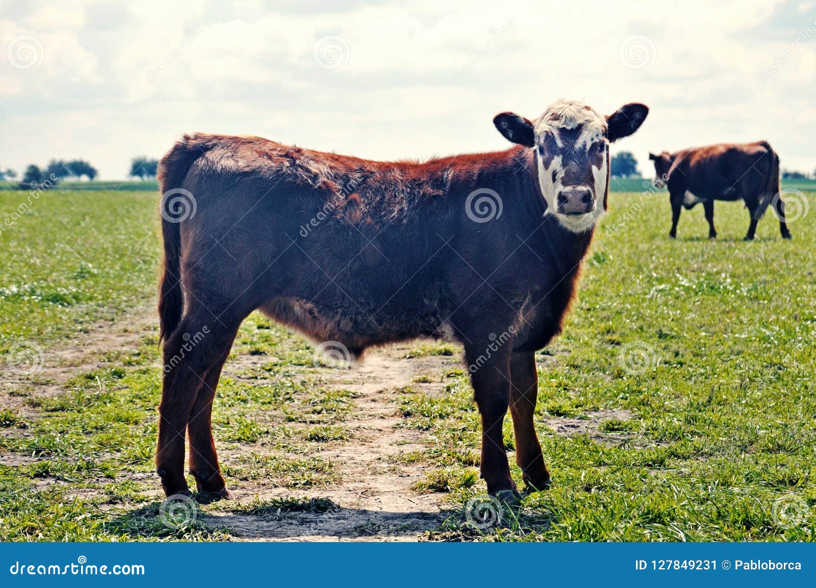 Hereford Cow Staring at Camera Stock Image - Image of farmland, animal ...