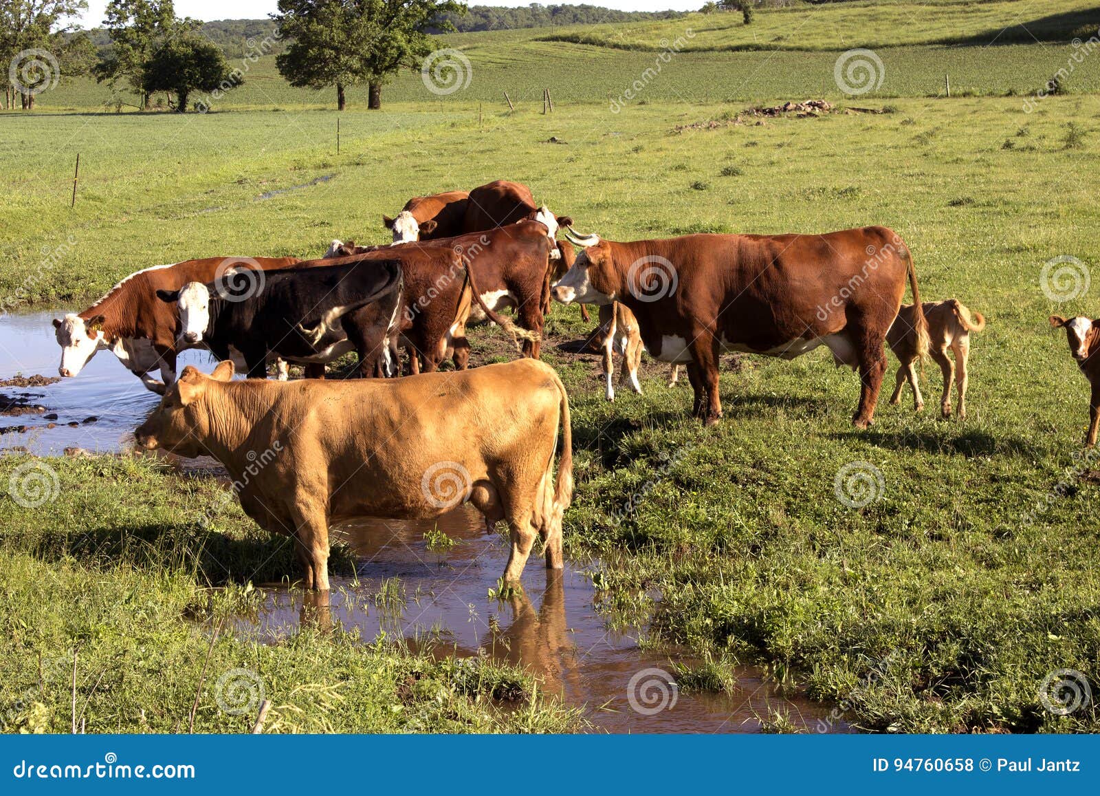 Hereford cows drinking stock photo. Image of calf, summer - 94760658