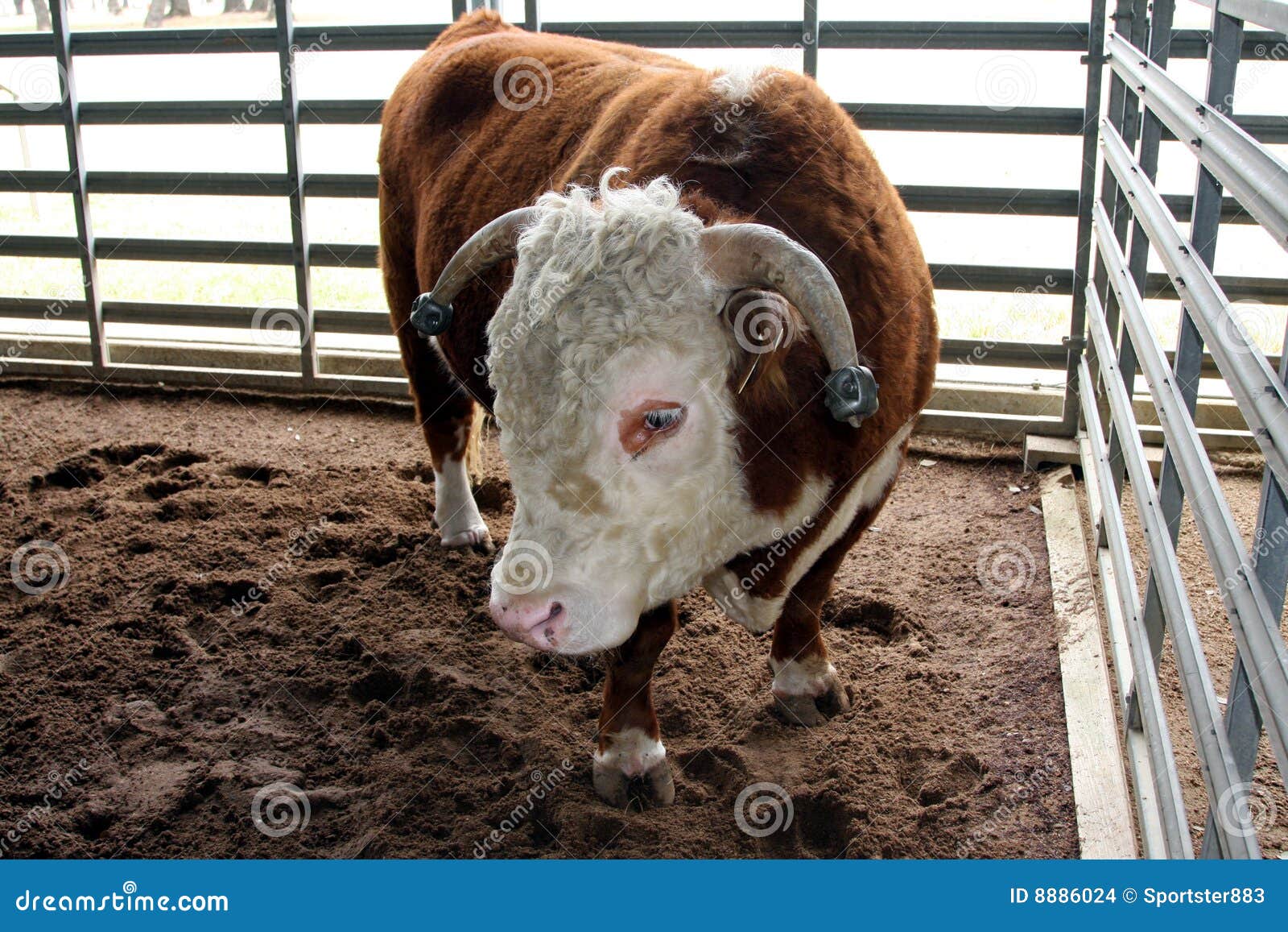 Hereford Prize Bull stock photo. Image of steak, farm - 8886024