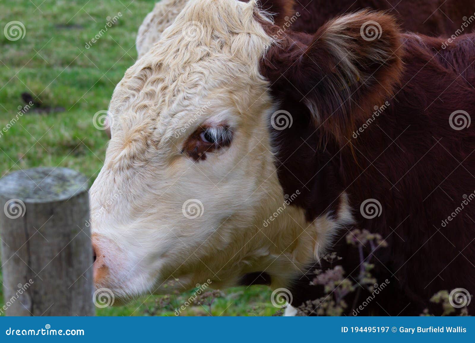 Hereford vaca face close imagem de stock. Imagem de couro - 194495197