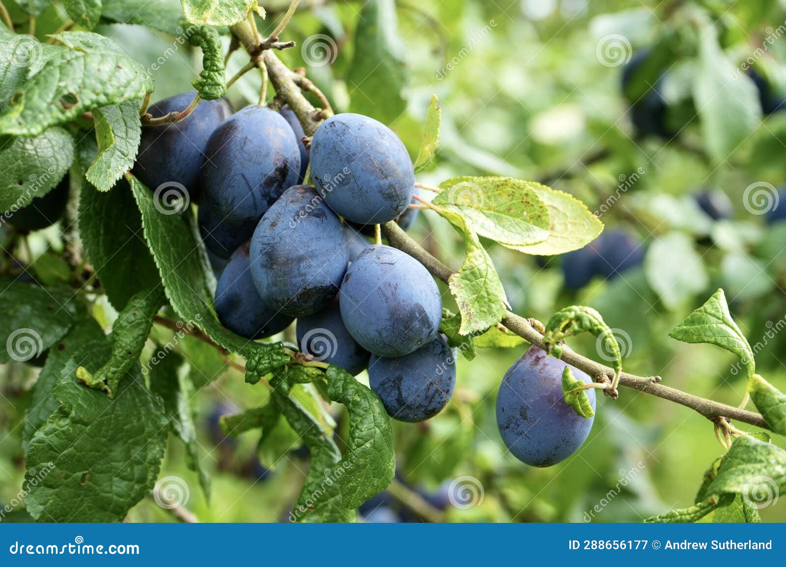 Damsons On The Tree Stock Photo | CartoonDealer.com #60660468