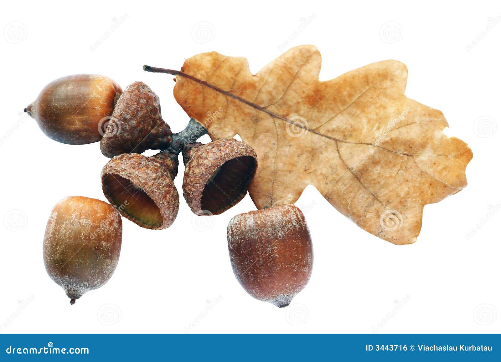 Herfst eikel stock foto. Image of botanisch, versieren - 3443716