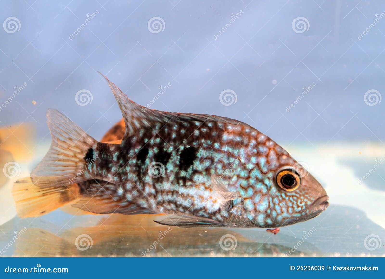 Herichthys Carpintis (Green Texas Cichlid) Stock Image - Image of texas ...