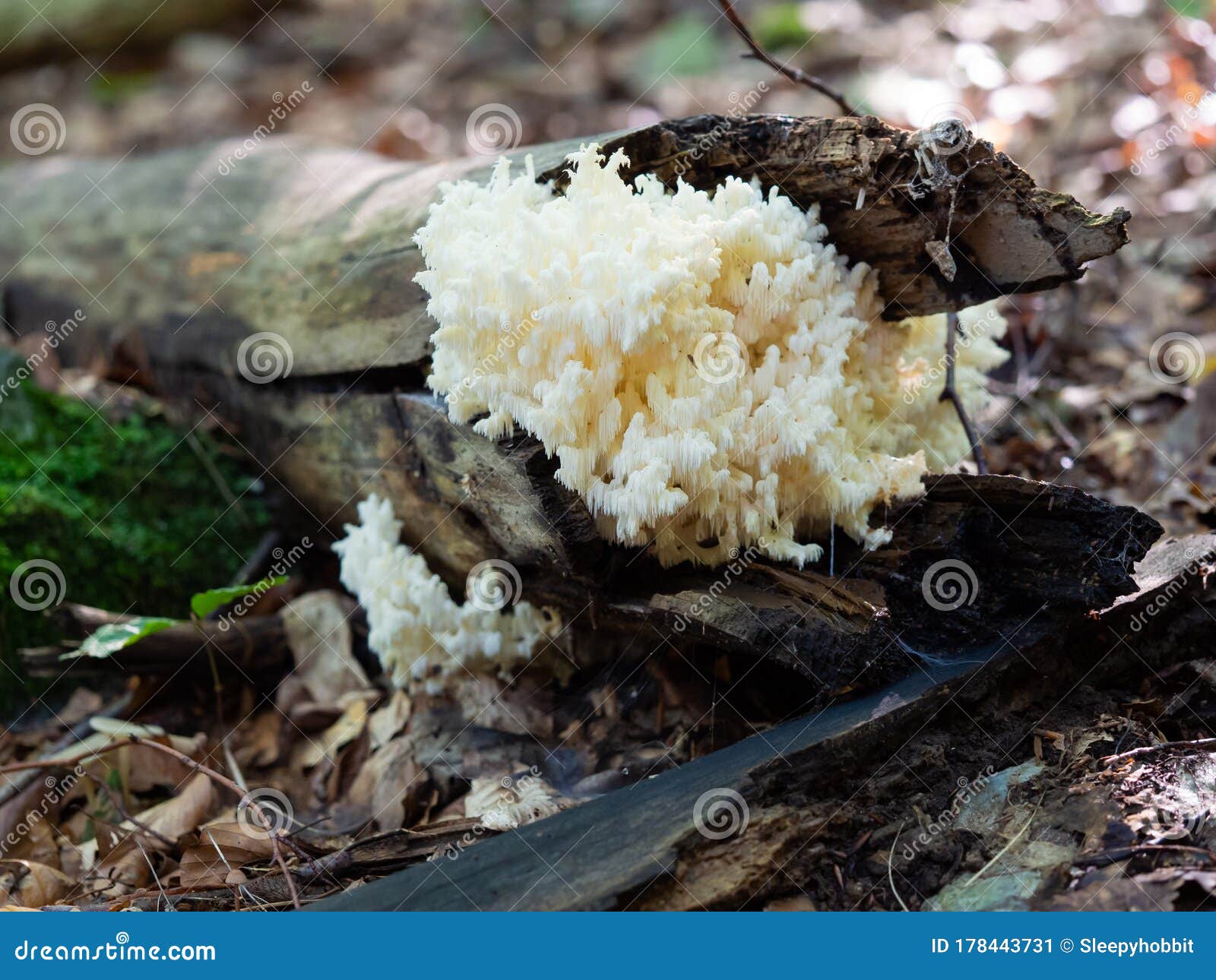 Hericium Coralloides, Coral Tooth Fungus on Dead Tree Stock Image ... Hericium Coralloides, Coral Tooth Fungus on Dead Tree Stock Image ...