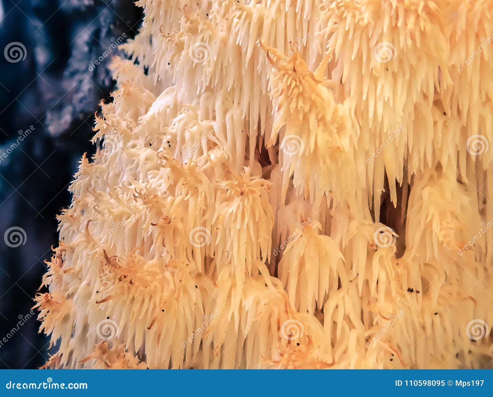 Hericium Coralloides, Coral Tooth Fungus Stock Image - Image of fungus ... Hericium Coralloides, Coral Tooth Fungus Stock Image - Image of fungus ...