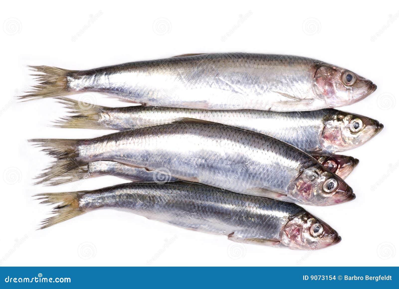 Heringe stockfoto. Bild von haufen, stapel, nahrung, heringe - 9073154