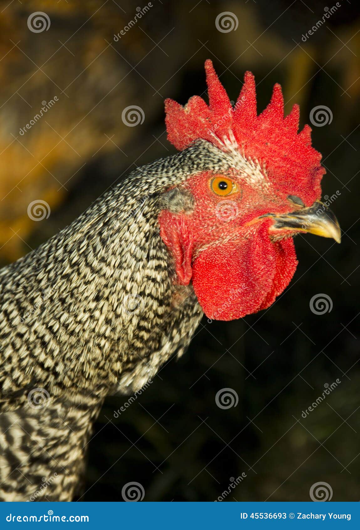 Heritage Breed Rooster Stock Photos - Free & Royalty-Free Stock Photos ...
