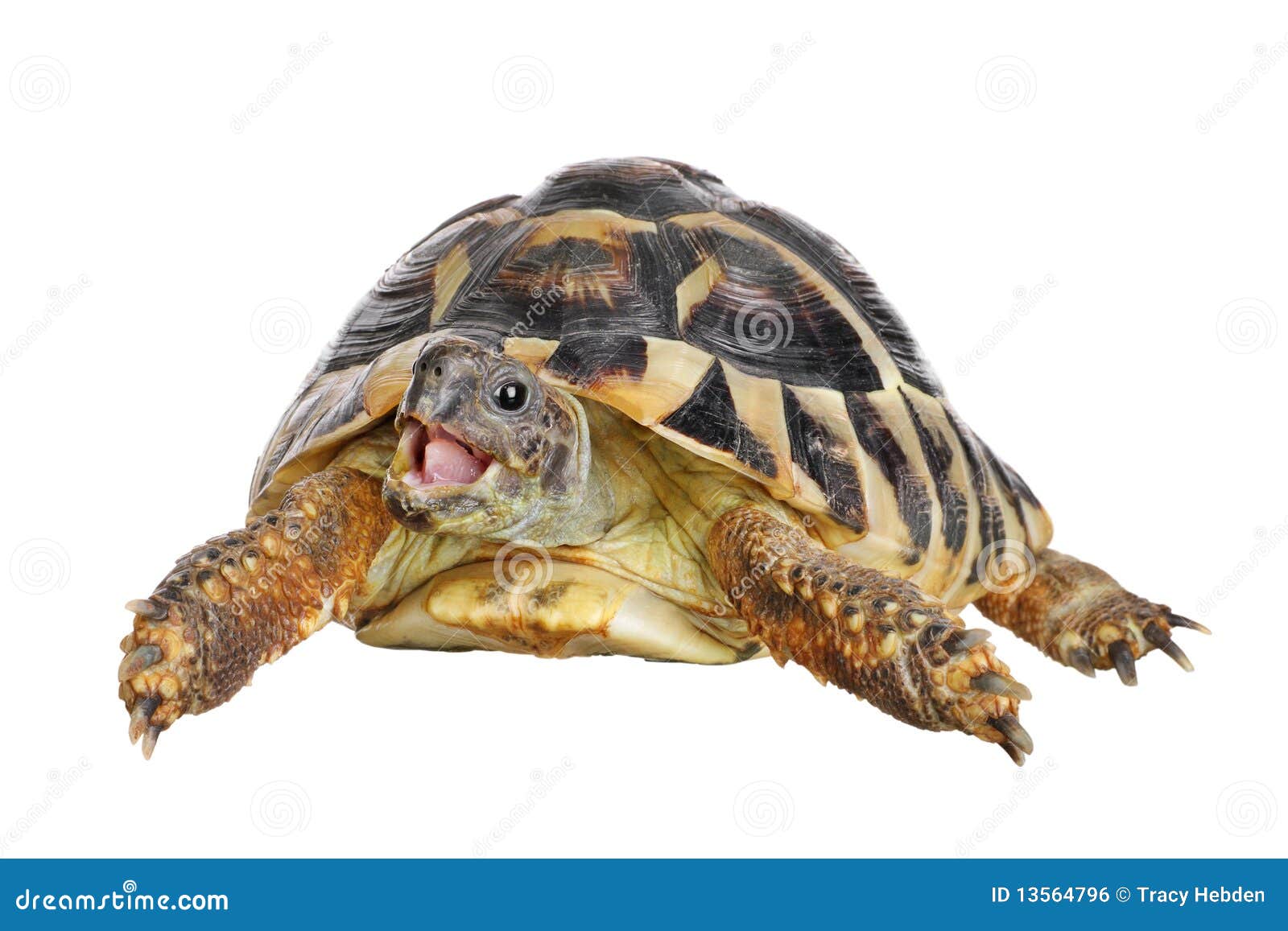 Herman tortoise stock photo. Image of mouthed, captive - 13564796