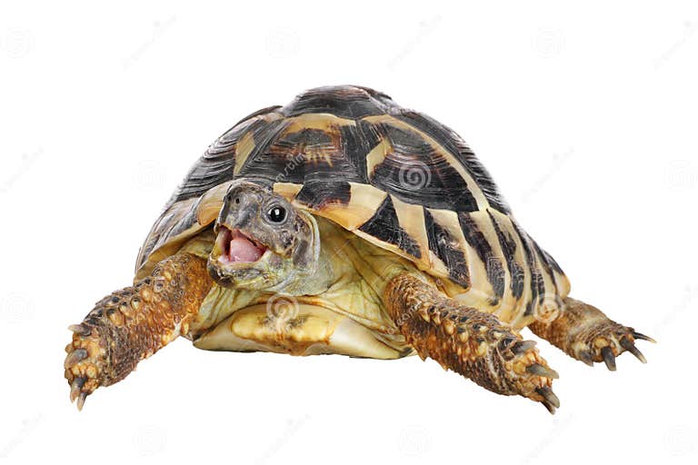 Herman tortoise stock photo. Image of mouthed, captive - 13564796