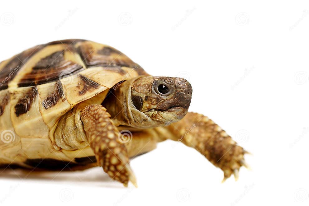 Herman tortoise stock photo. Image of lazy, blooded, listless - 3102634