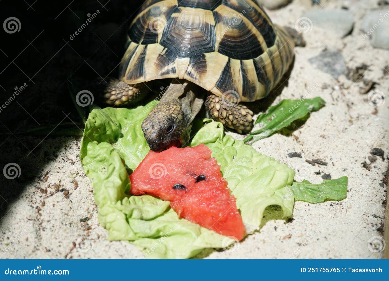 Hermann` S Tortoise Eating Watermelon 2 Stock Image - Image of hermann ...