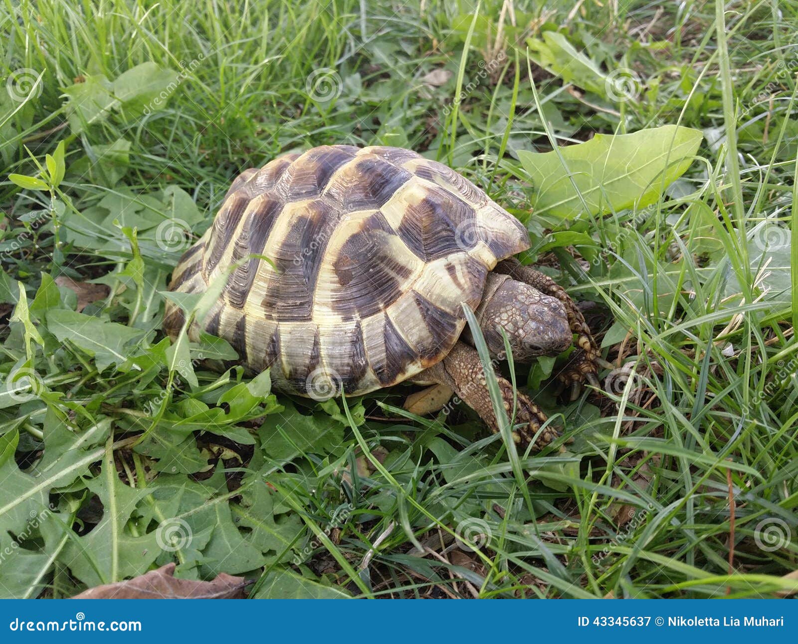 Hermann s tortoise stock image. Image of tortoise, emydidae - 43345637