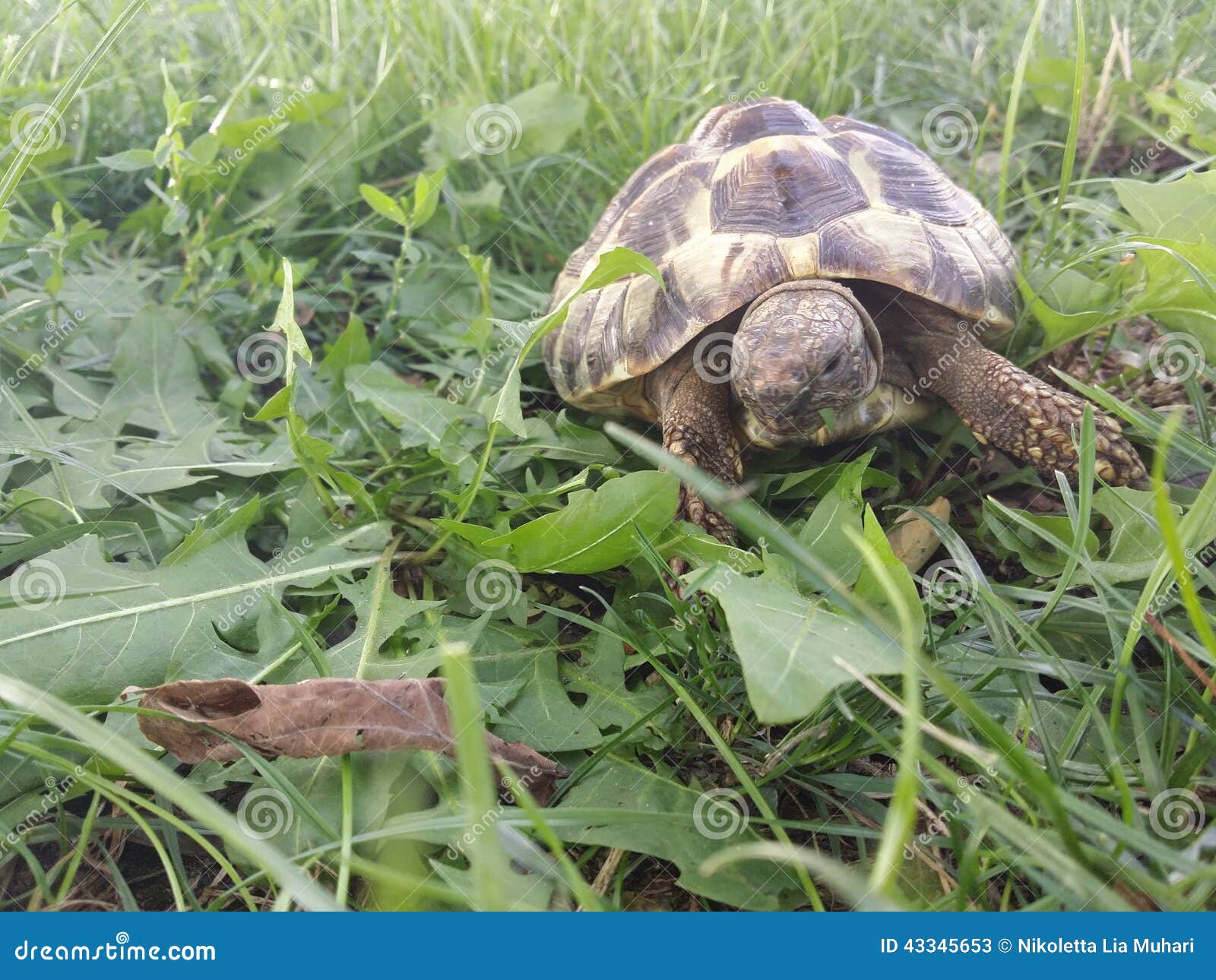 Hermann s tortoise stock image. Image of emydidae, tortoise - 43345653
