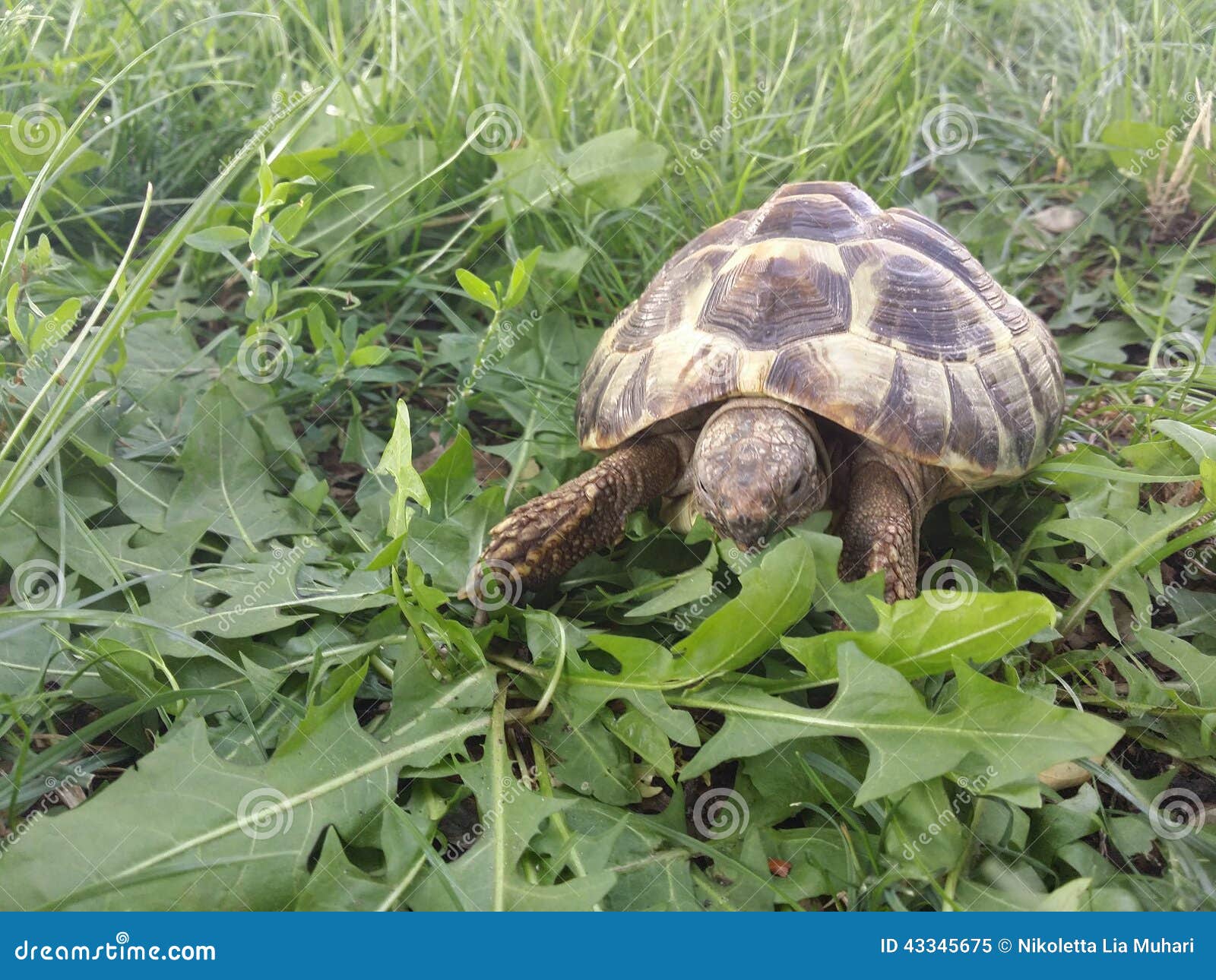 Hermann s tortoise stock image. Image of tortoise, park - 43345675