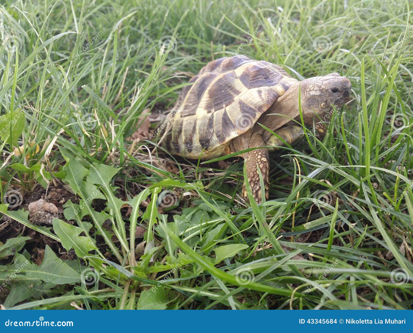 Hermann s tortoise stock photo. Image of park, organism - 43345684